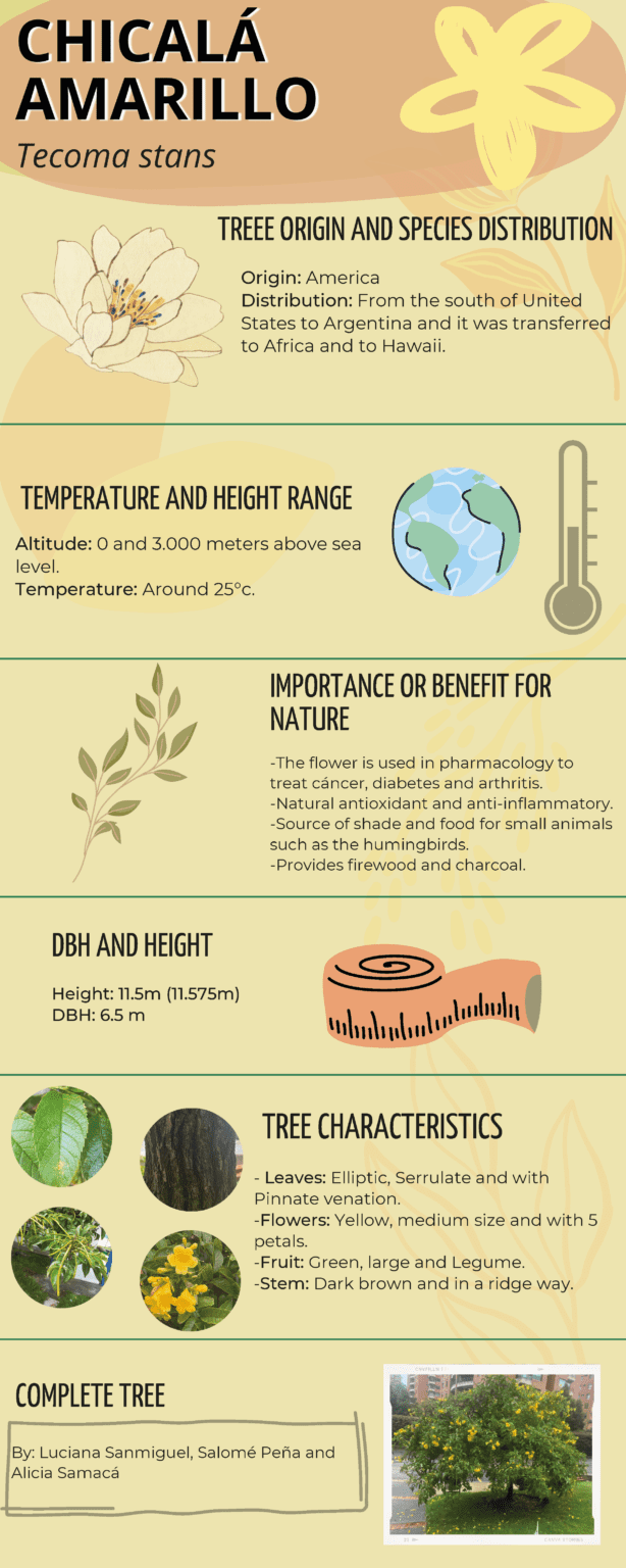Chicalá Amarillo | Colegio Marymount Bogotá
